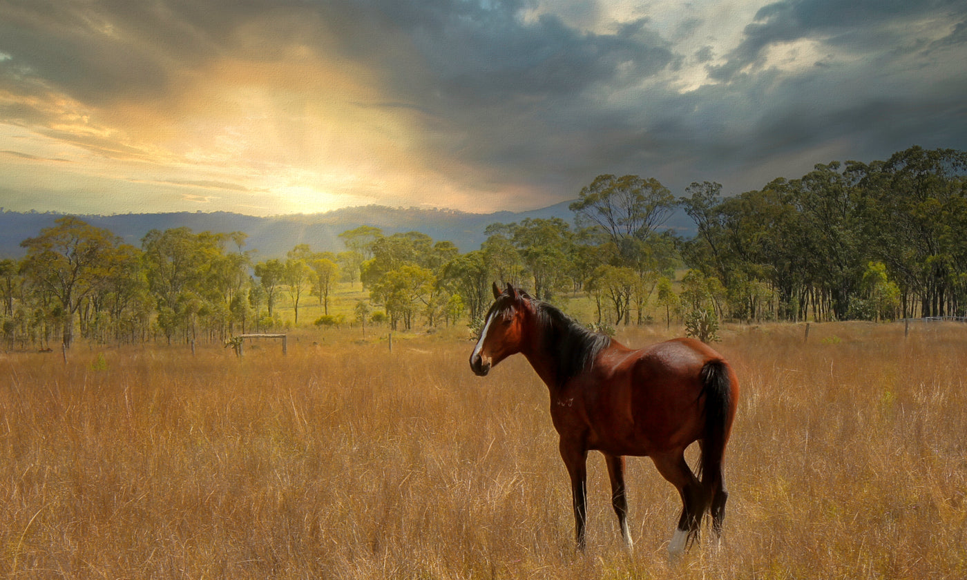 Warwick Queensland - Visit, Stay & Enjoy – Warwick Chamber of Commerce